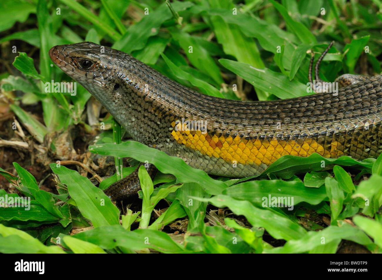 East Indian Brown Mabuya (Eutropis multifasciata, Scincidae, Ubud, Bali ...