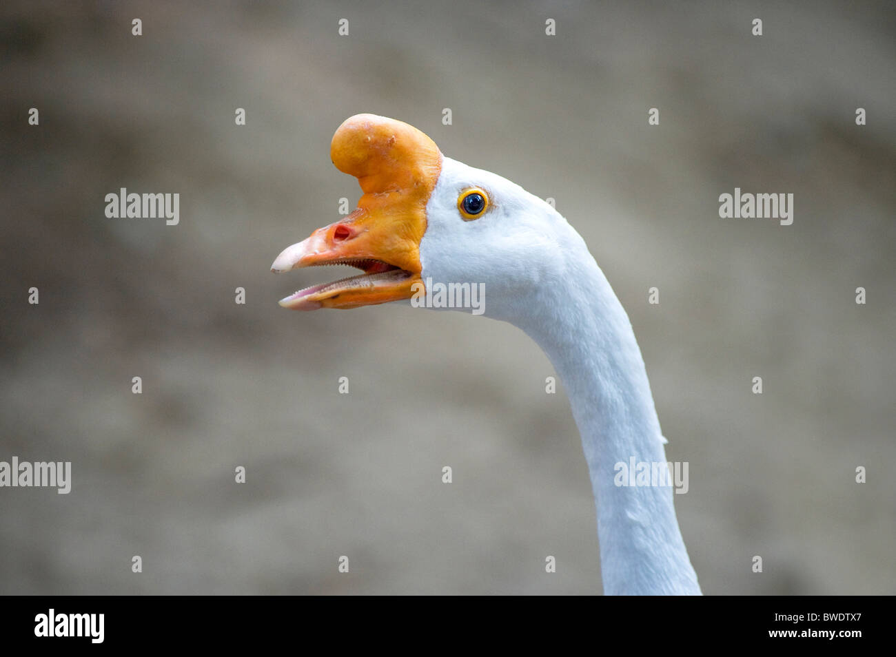 Close up of a Chinese Goose Stock Photo - Alamy