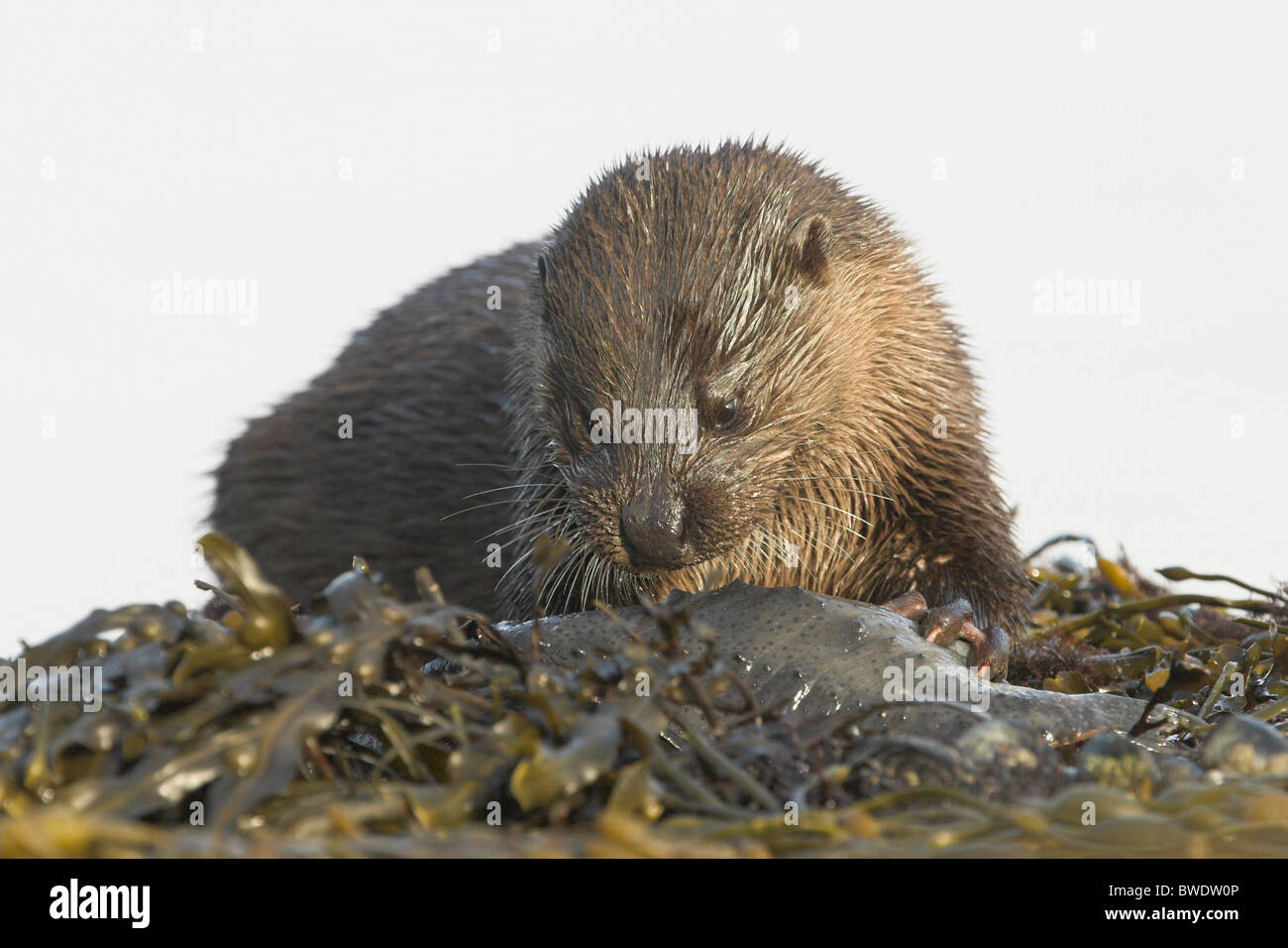 Feeding lump hi-res stock photography and images - Alamy