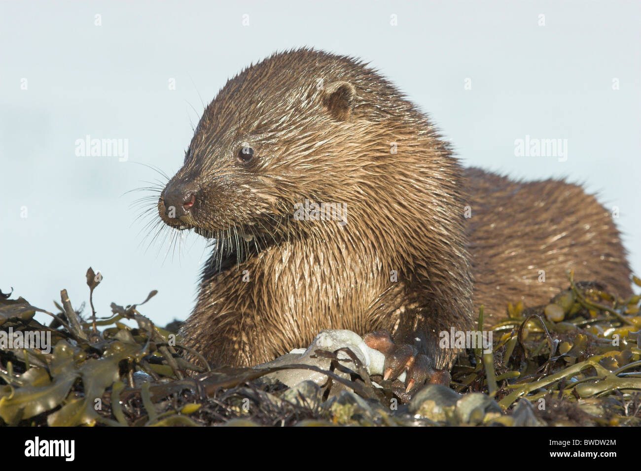 Lump sucker hi-res stock photography and images - Alamy