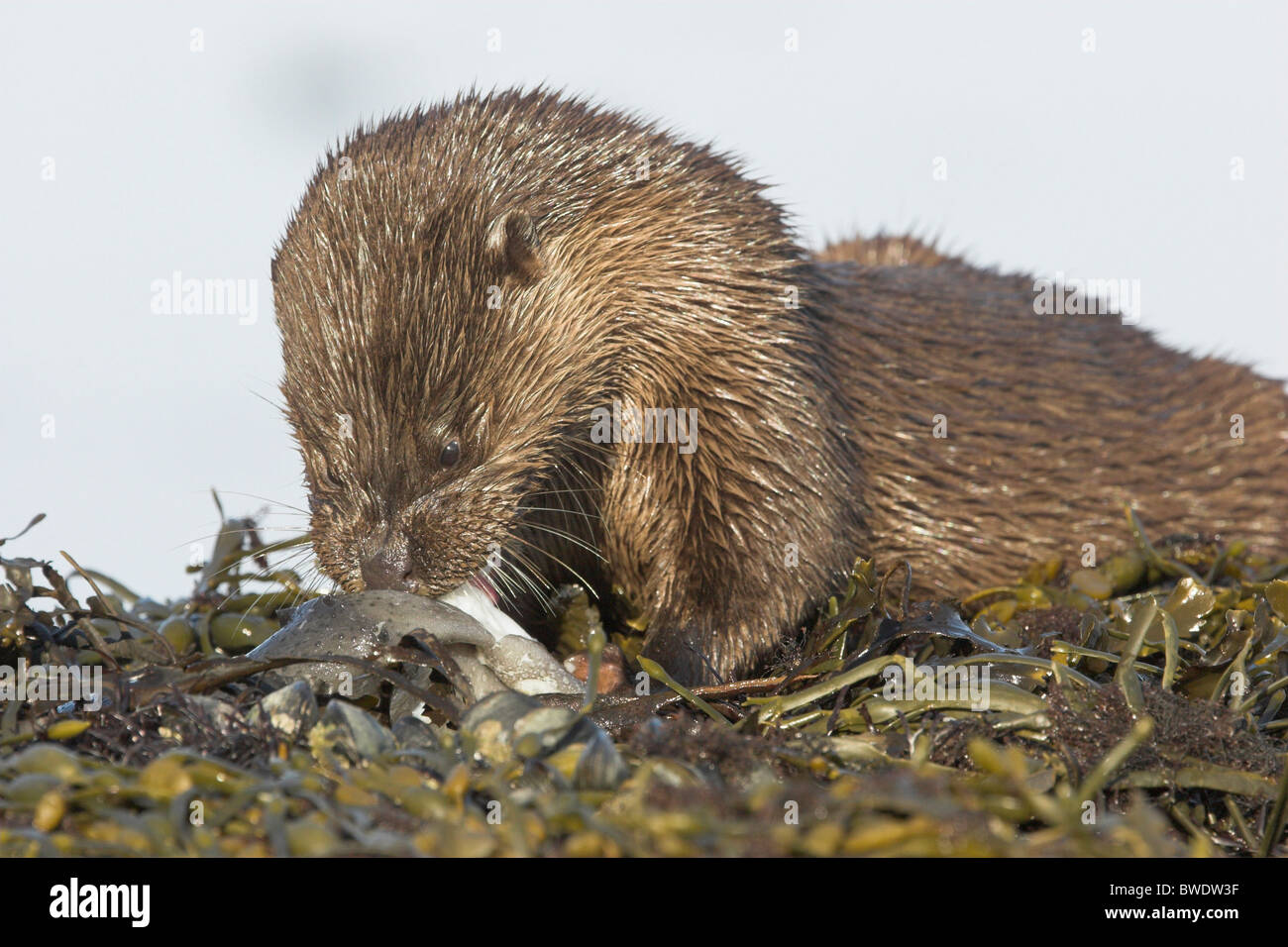 Lump sucker hi-res stock photography and images - Alamy
