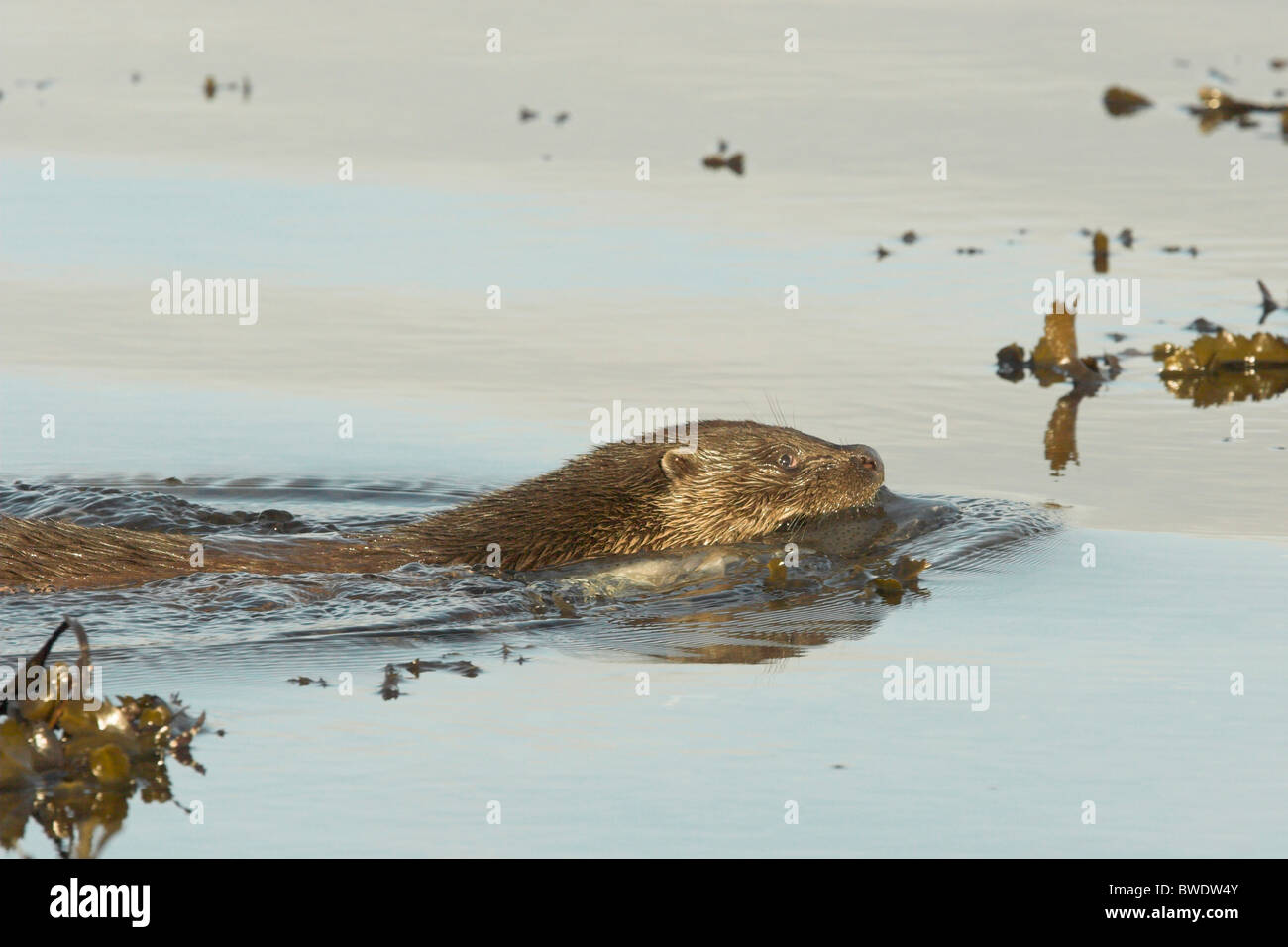 Otter Lutra lutra swimming with lump sucker fish in coastal shallows ...