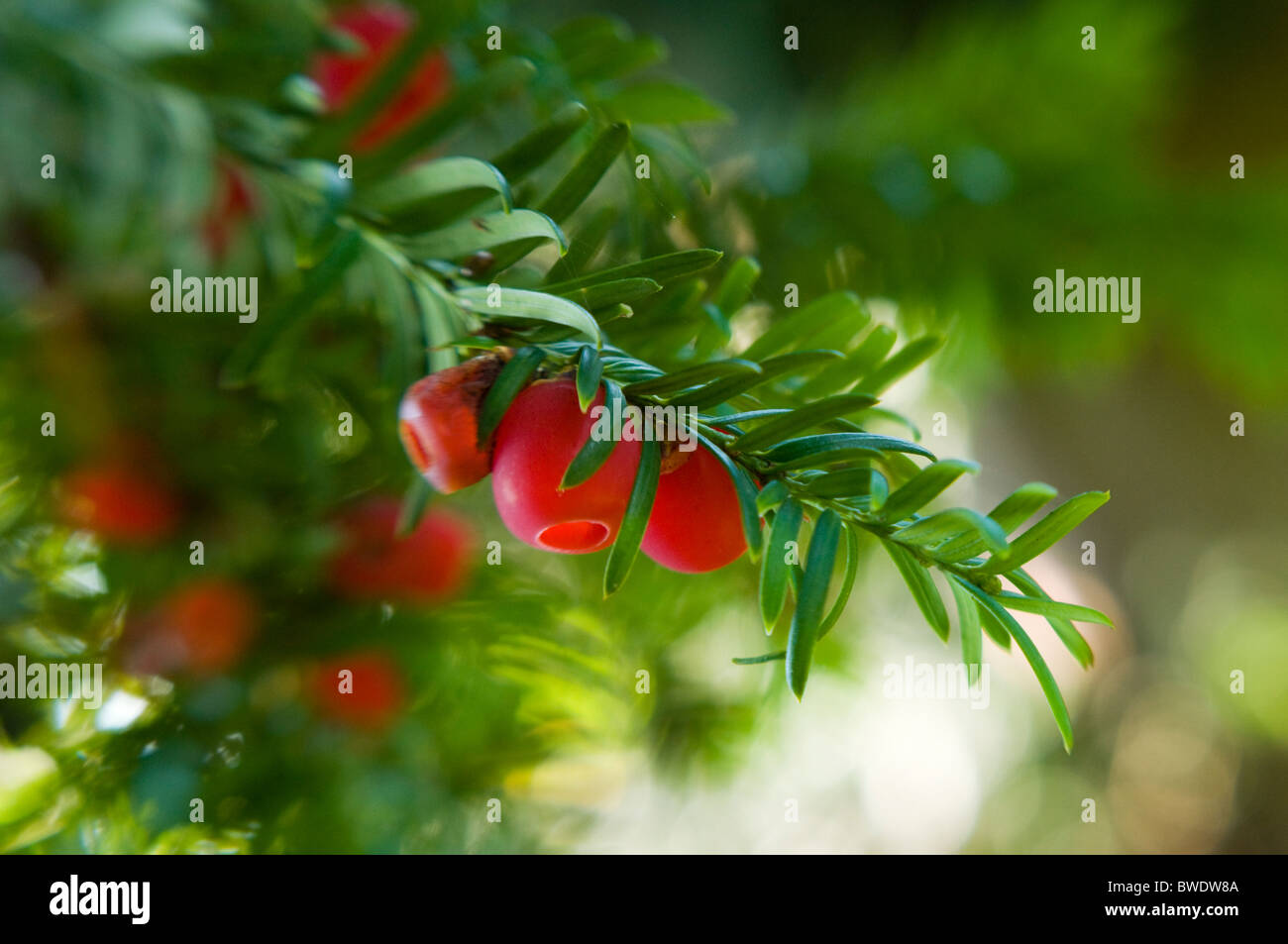 Yew tree hi-res stock photography and images - Alamy
