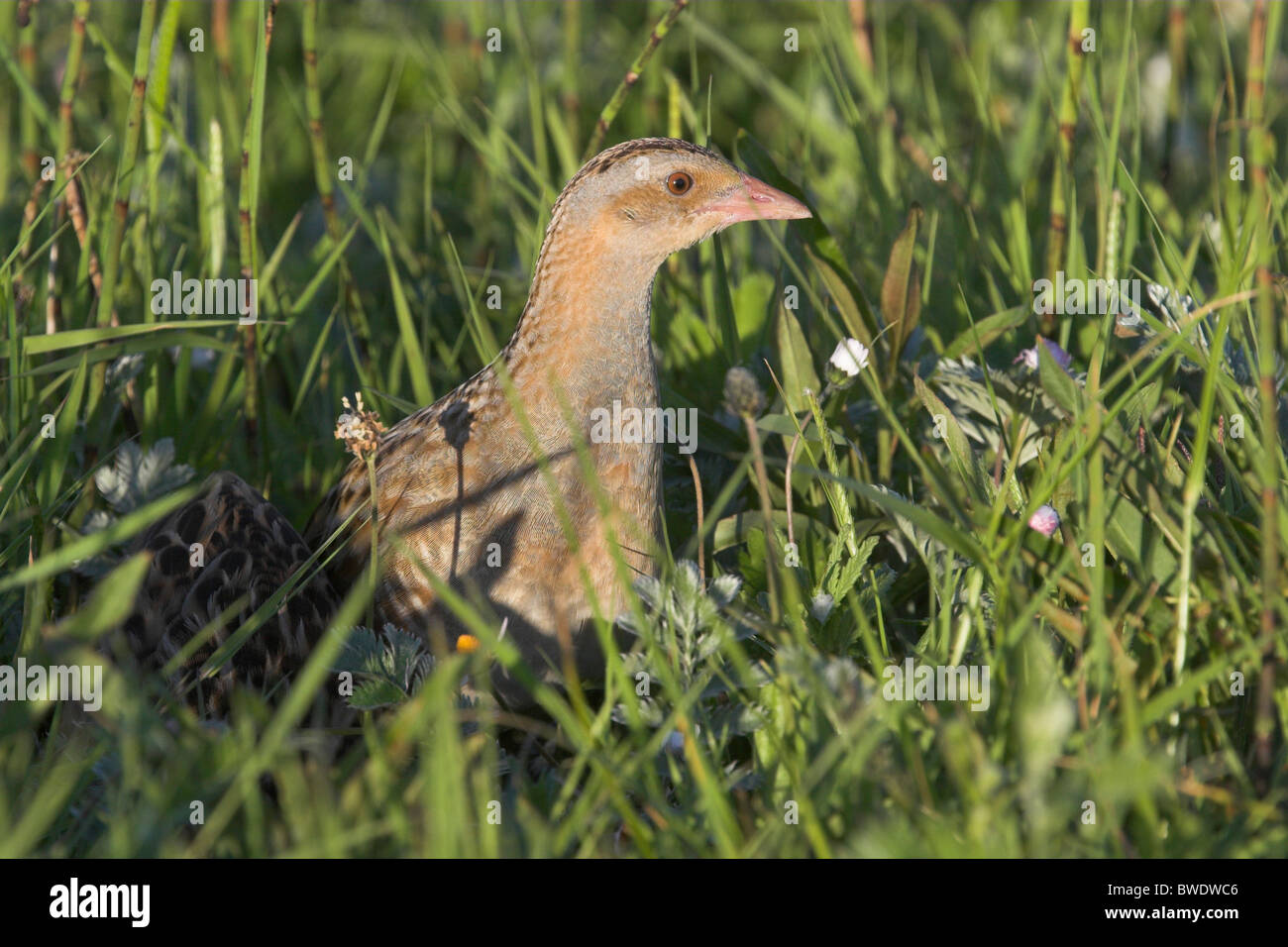Corncrake Crex crex in grassland machair North Uist Outer Hebrides ...