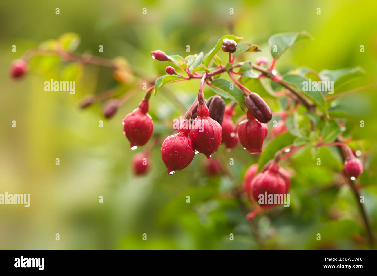 Red Fuchsia buds in the rain Stock Photo - Alamy