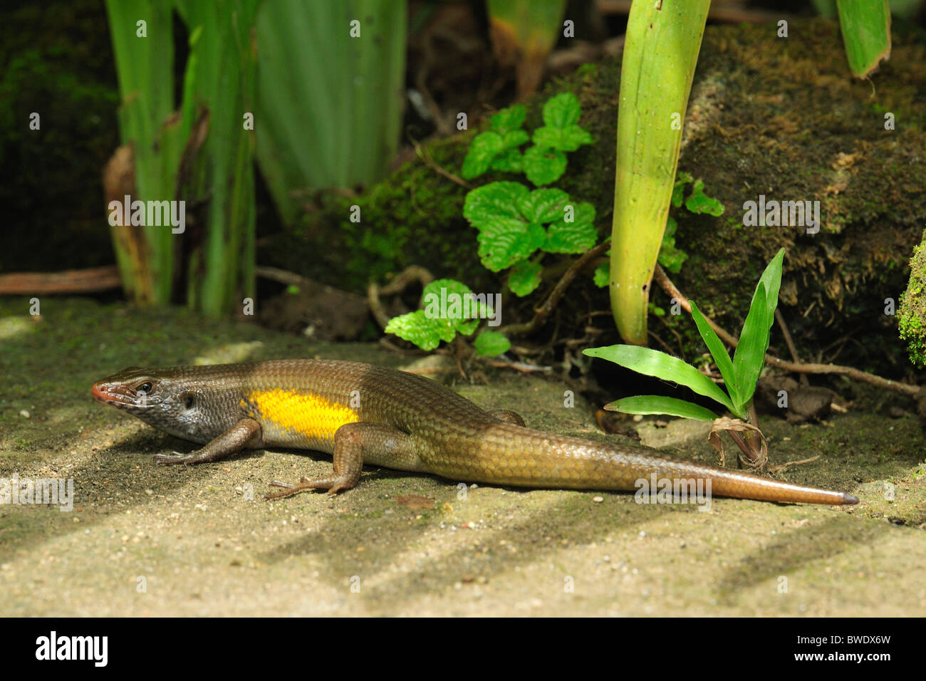 The East Indian Brown Mabuya Eutropis multifasciata, Scincidae, Ubud ...