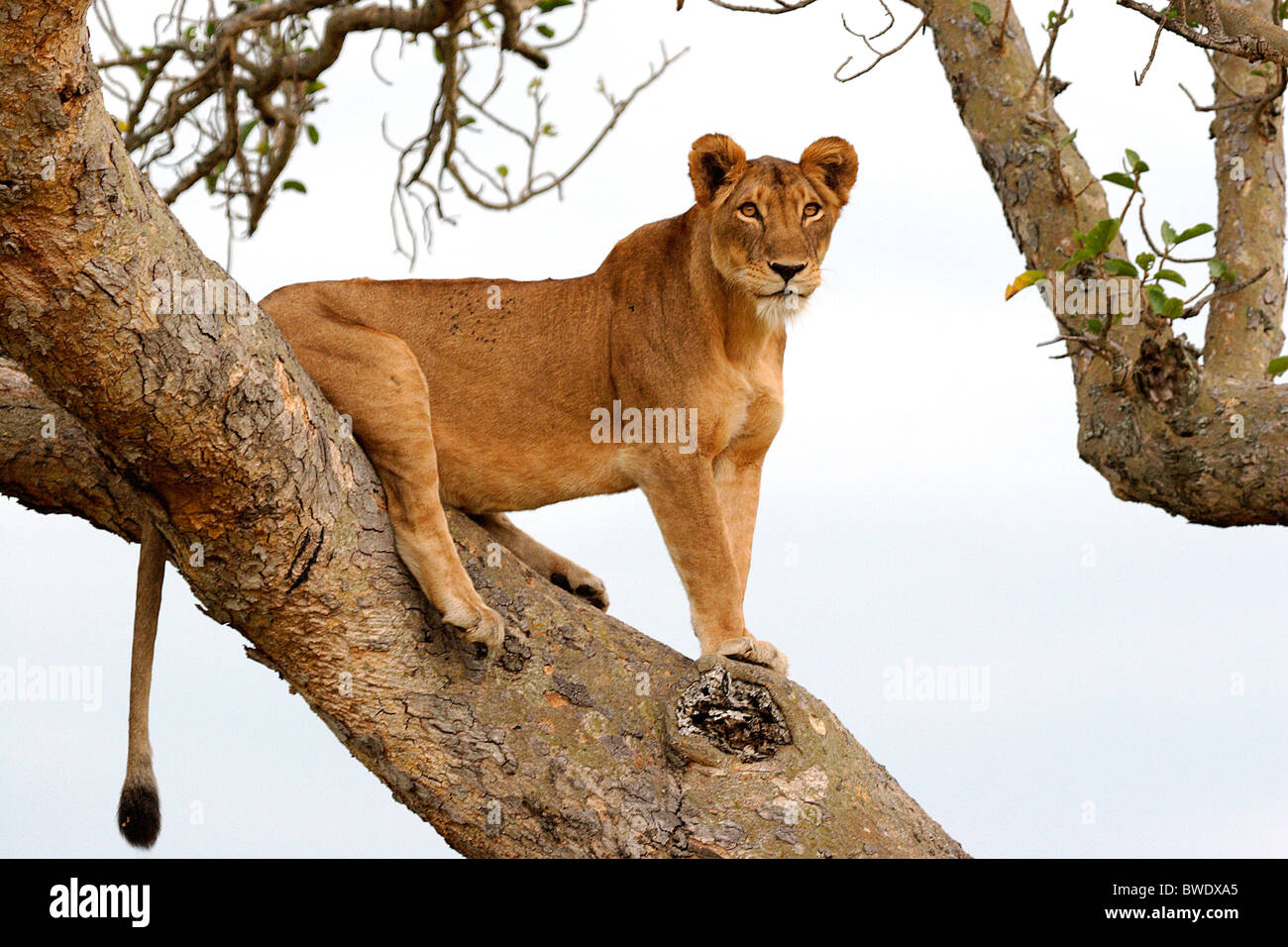 Tree Climbing Lion Panthera leo Ishasha Queen Elizabeth National Park ...