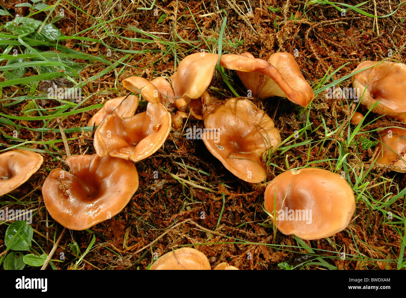 Tawny funnel fungi (Lepista flaccida), UK Stock Photo - Alamy