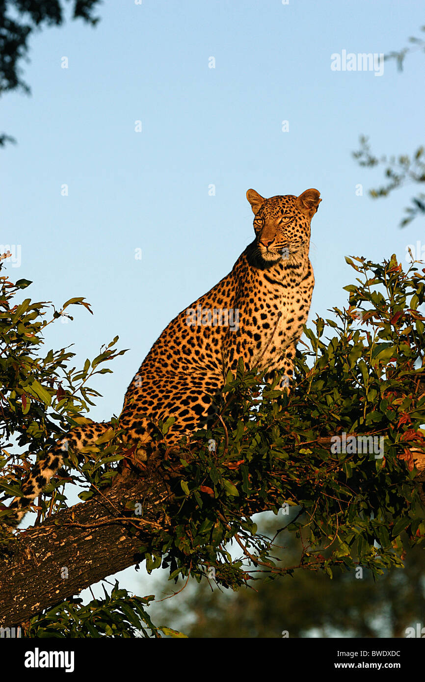 AFRICAN LEOPARD Panthera pardus Sitting in a tree Okavango Delta Stock ...