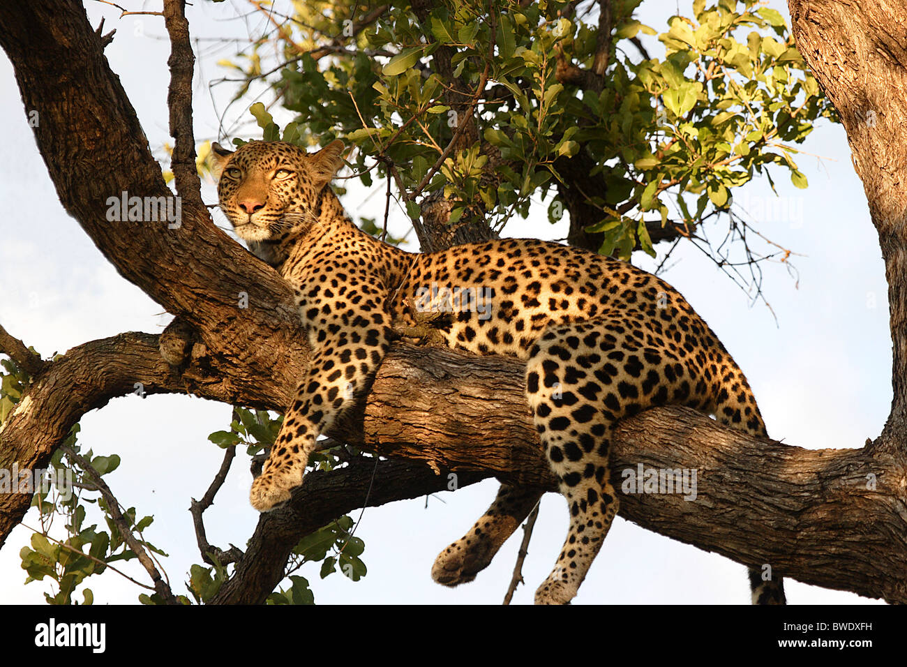 AFRICAN LEOPARD Panthera pardus Relaxing in a tree near Little Vumbura ...