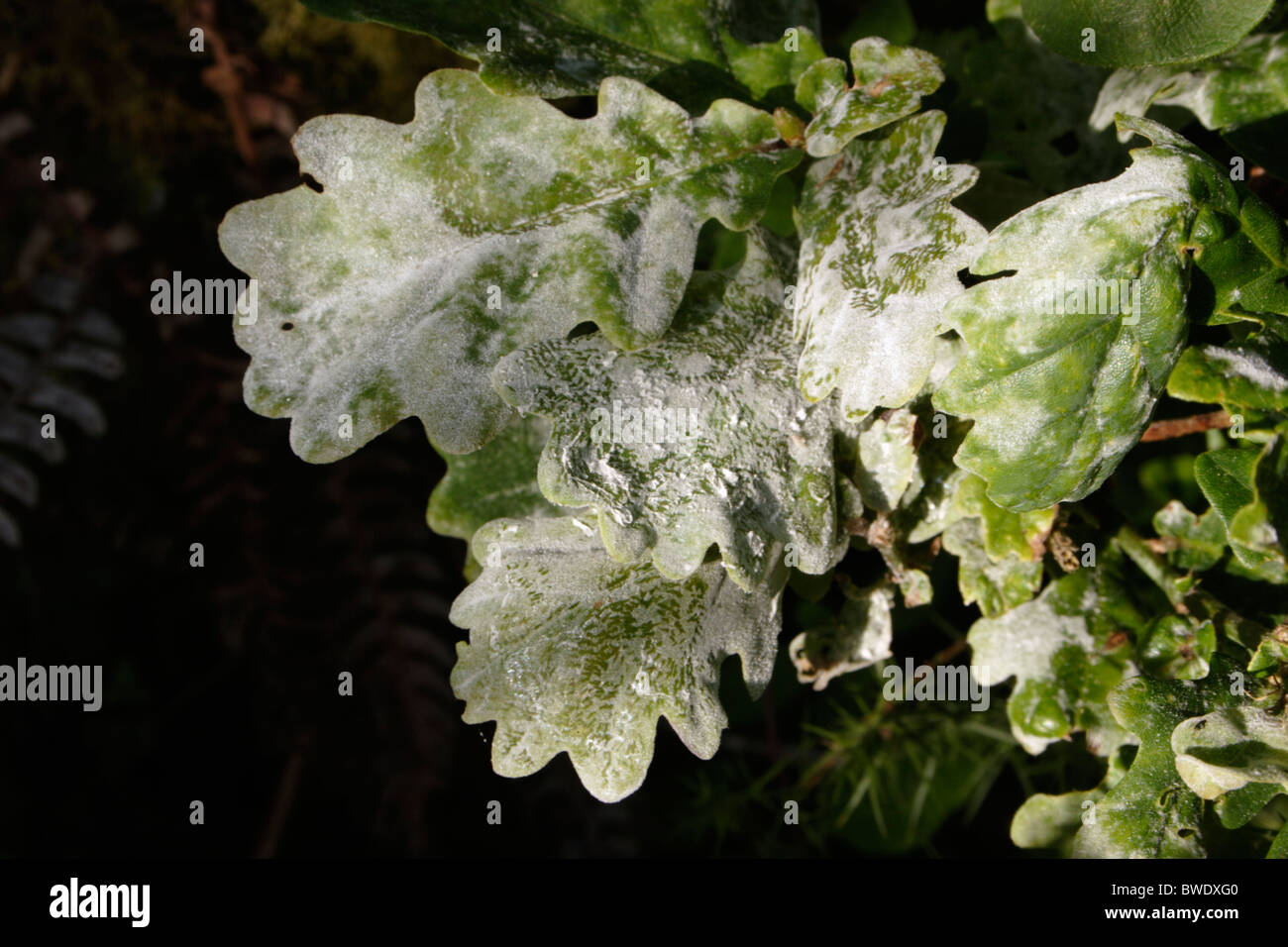 Oak mildew caused by the asexual state of an ascomycete fungus ...