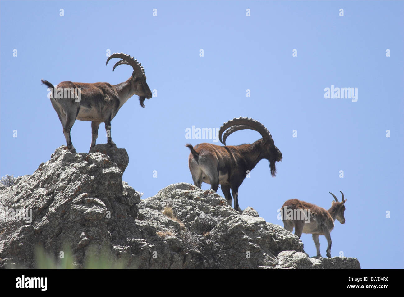 Walia ibex capra walie simien hi-res stock photography and images - Alamy