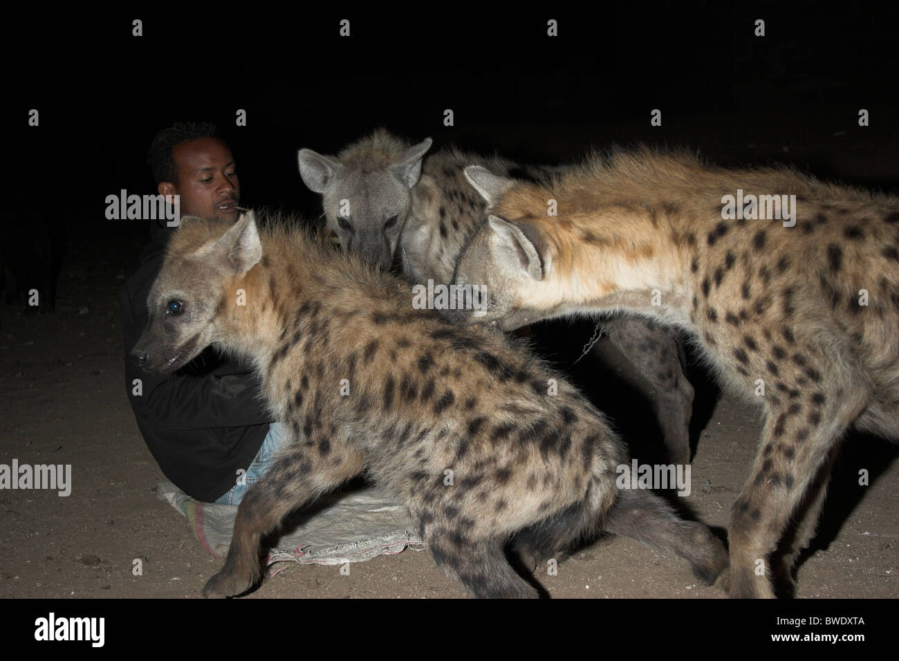 Spotted hyenas crocuta feeding hi-res stock photography and images - Alamy