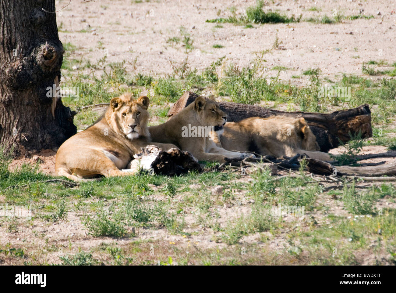 Three Lions Panthera Leo Resting in Shade Beneath Tree and Fallen Log ...