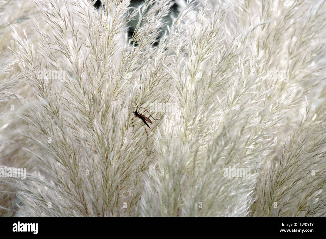 Insect on pampas grass Stock Photo - Alamy
