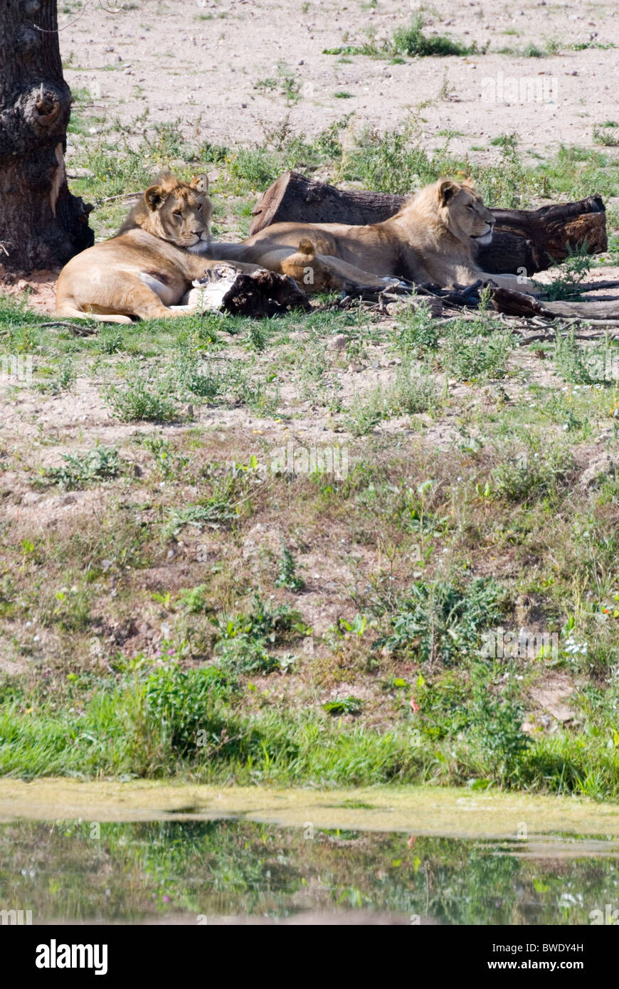 Two Lions Panthera Leo Resting in Shade Beneath Tree and Fallen Log ...