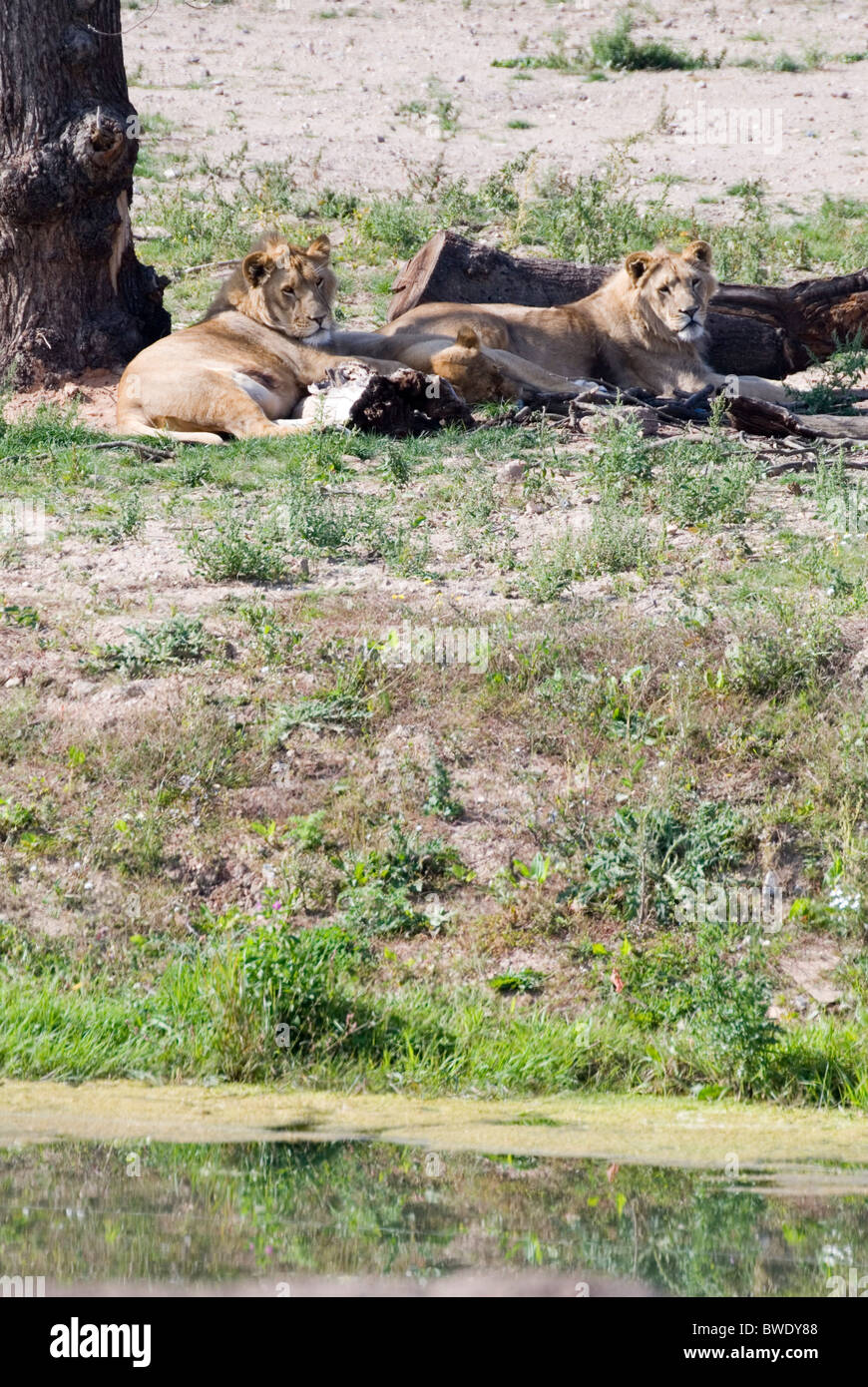 Two Lions Panthera Leo Resting in Shade Beneath Tree and Fallen Log ...