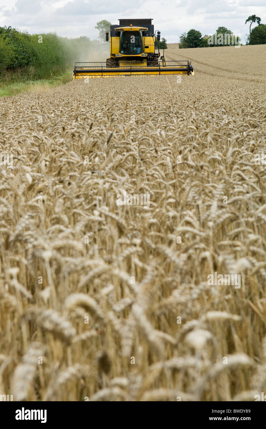Combine harvester in wheat field Stock Photo - Alamy