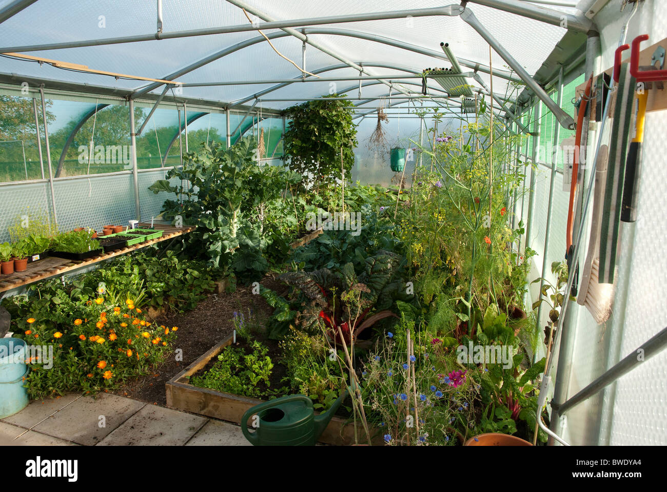Kedar polytunnel with vegetables growing inside Stock Photo - Alamy