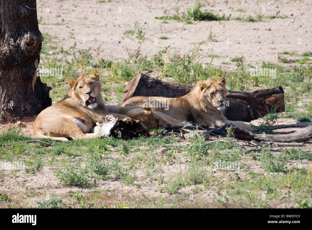 Two Lions Panthera Leo Resting in Shade Beneath Tree and Fallen Log ...