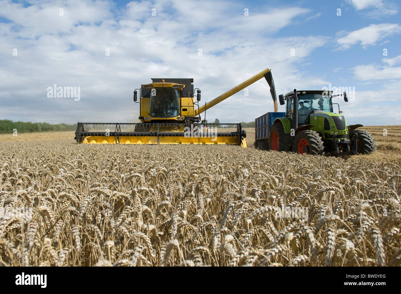 Combine harvester unloading wheat Stock Photo - Alamy