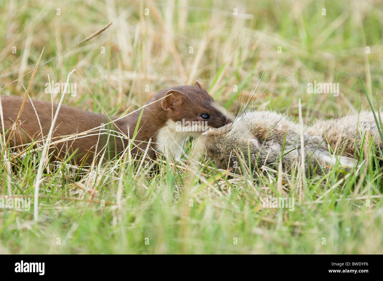 Stoat Mustela erminea dragging rabbit roadkill through grass Inverness ...
