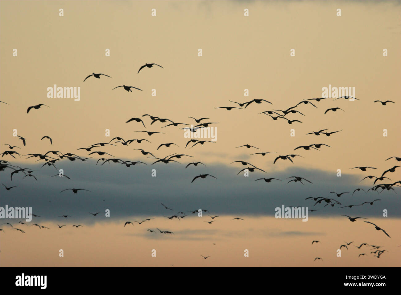 Pink-footed goose Anser brachyrhynchus flock flying at sunrise at Loch ...