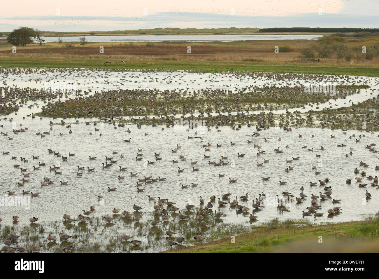 Pink-footed goose Anser brachyrhynchus flock roosting at sunrise at ...
