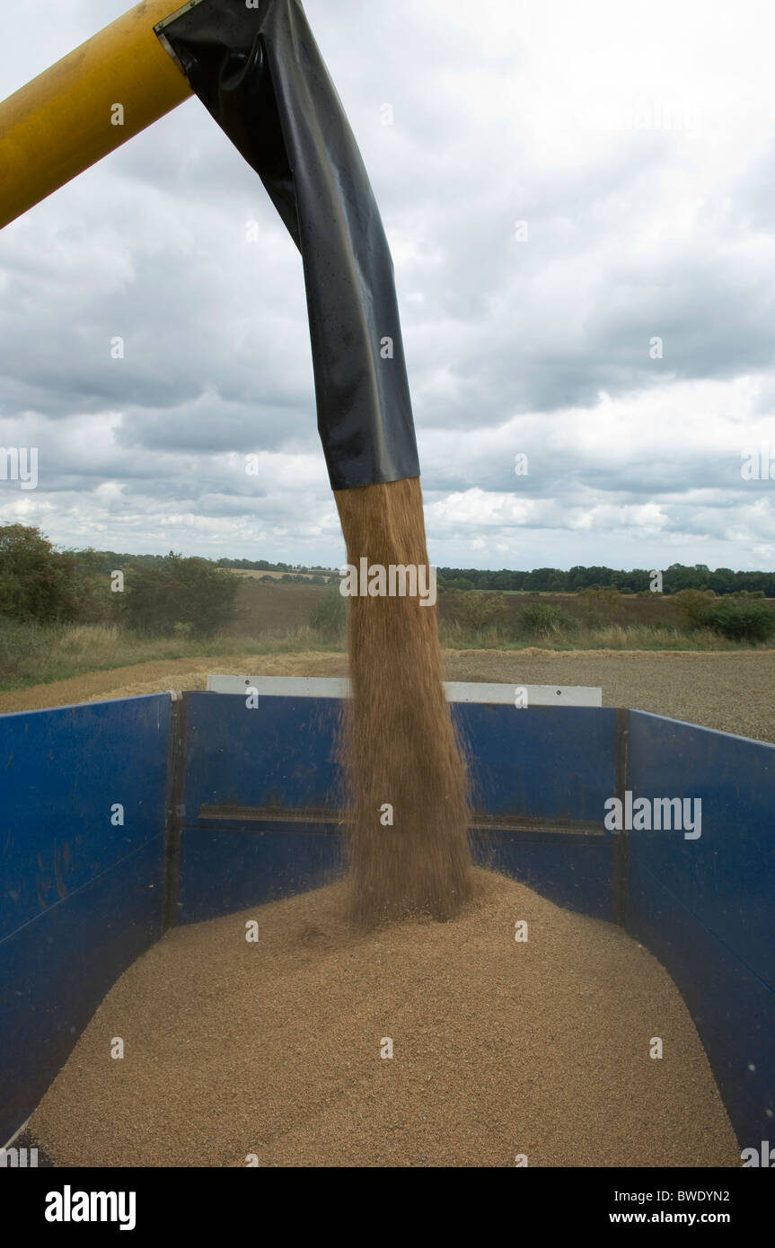 Wheat loading hi-res stock photography and images - Alamy