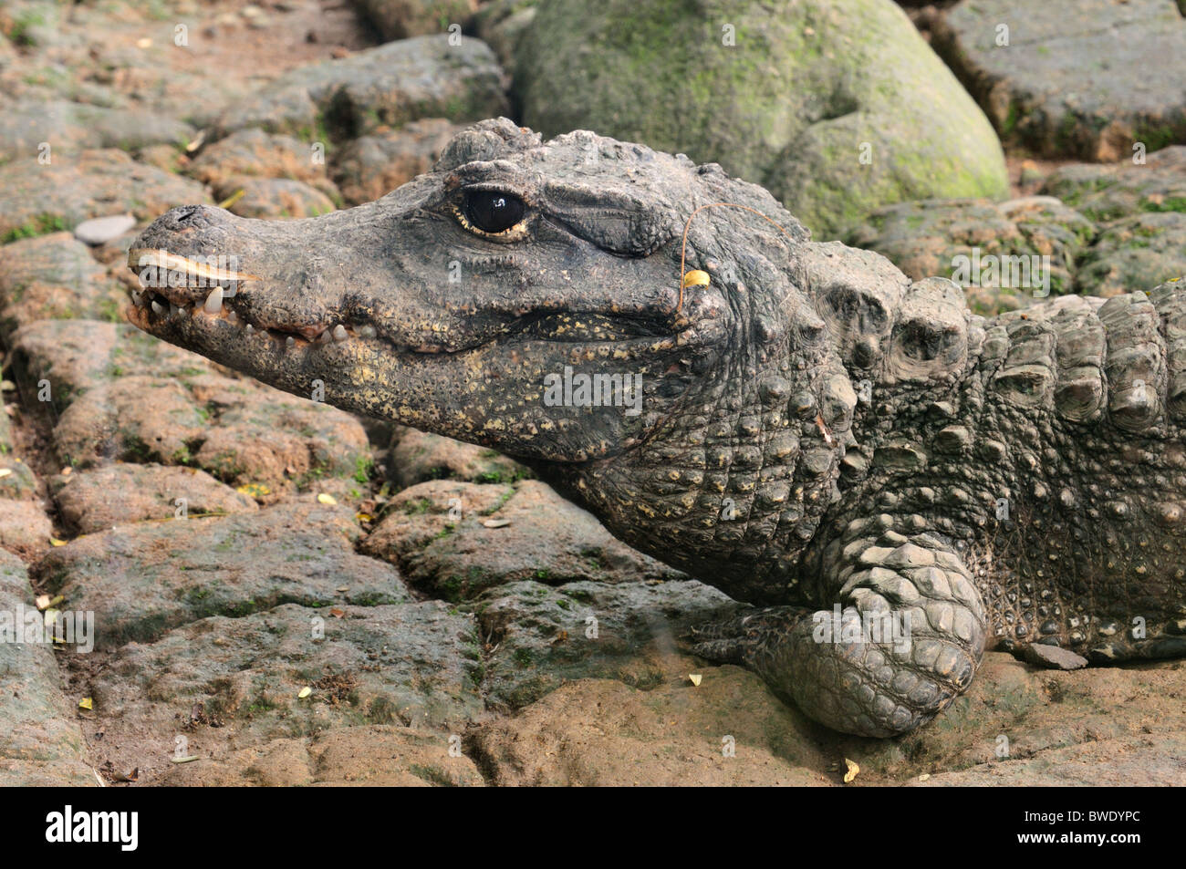 African dwarf crocodile Osteolaemus tetraspis, Bali Reptiles Park ...