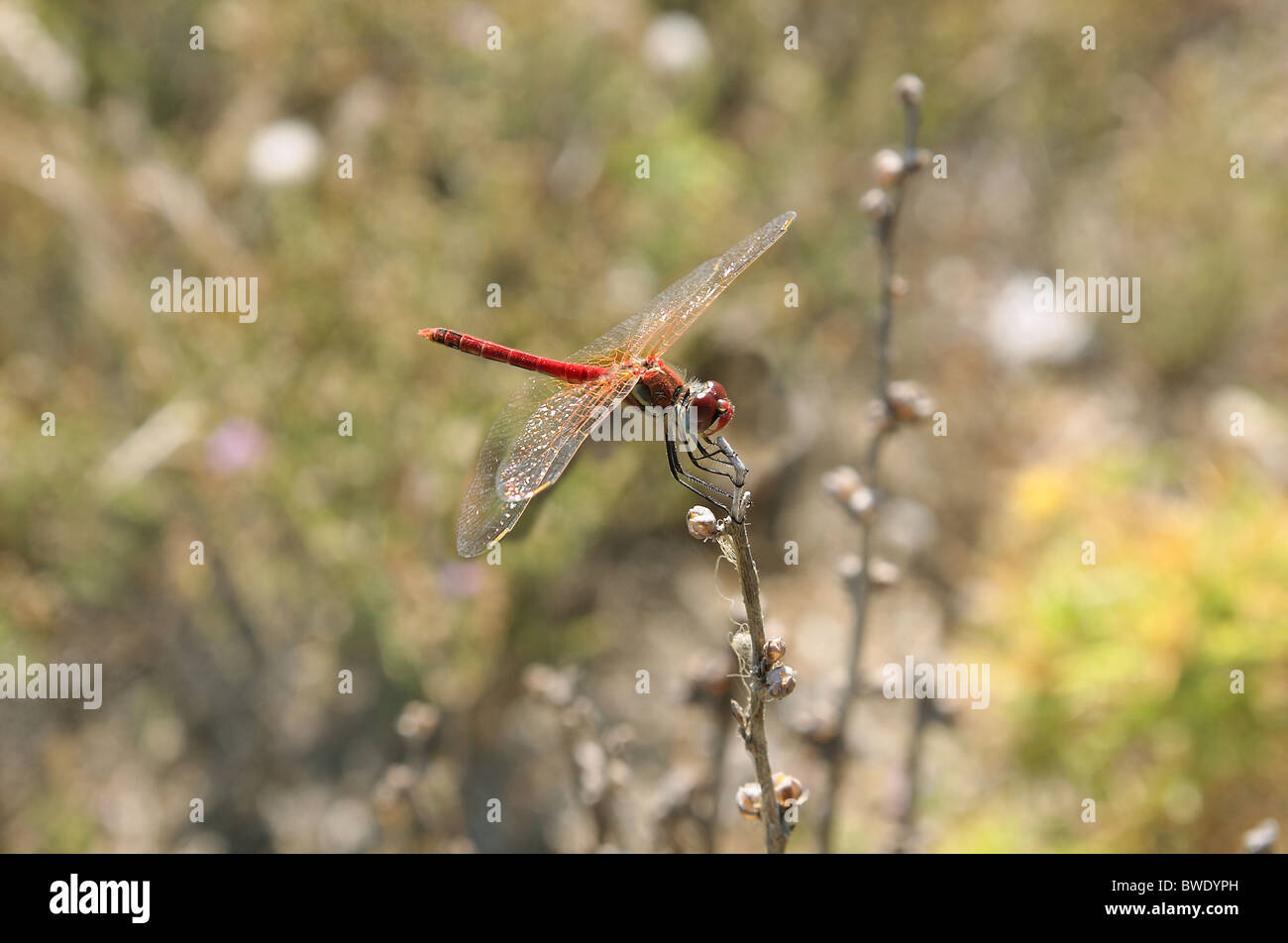 Male red veined darter dragonfly hi-res stock photography and images ...