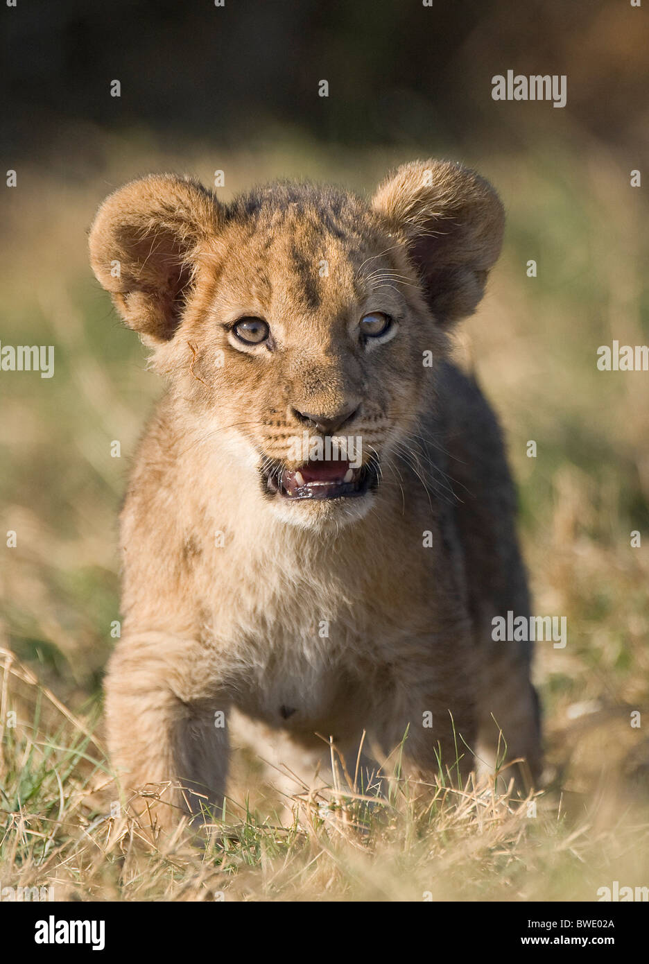 Lion cub Panthera leo standing Duba Plains Okavango delta Stock Photo ...