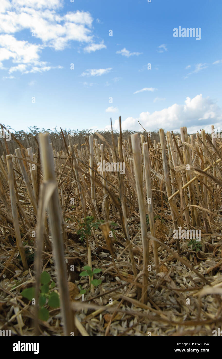 Stubble in wheat field Stock Photo - Alamy