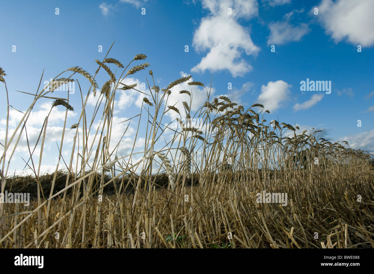 Wheat in field Stock Photo - Alamy