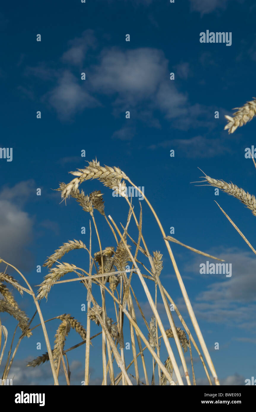 Wheat in field Stock Photo - Alamy