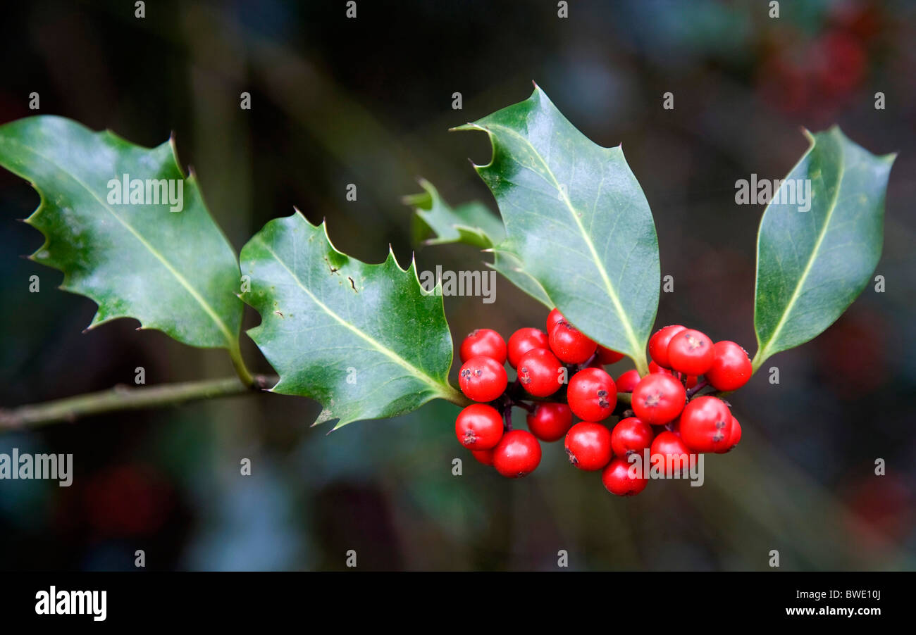 Holly Growing in a Wood Stock Photo - Alamy