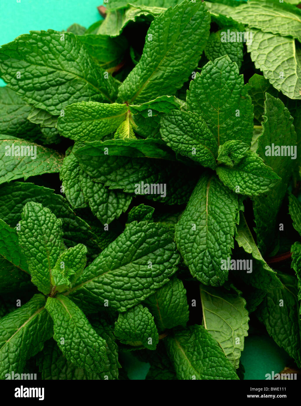 Minty kitchen hi-res stock photography and images - Alamy