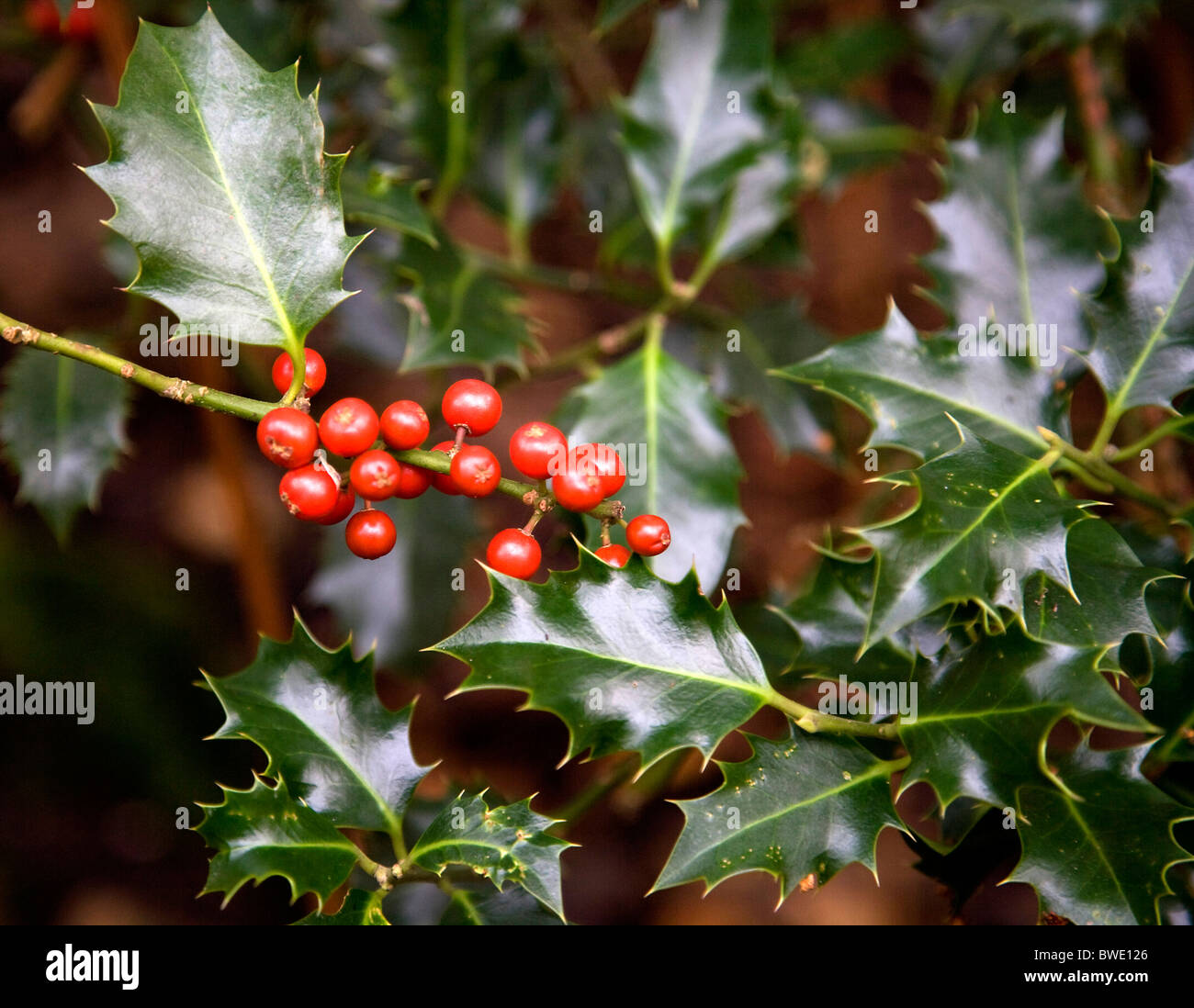 Holly Growing in a Wood Stock Photo - Alamy
