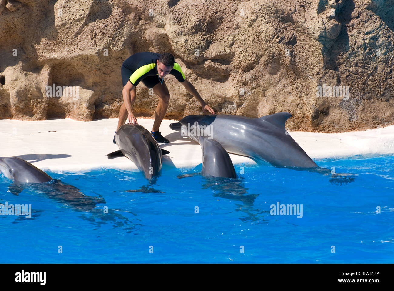 Dolphin stroke hi-res stock photography and images - Alamy