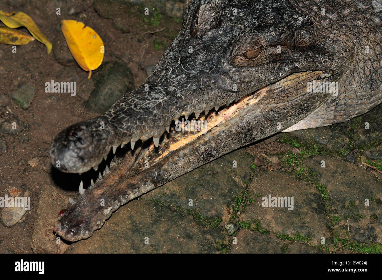 False gavial Tomistoma schlegelii, Bali Reptiles Park, Indonesia, Asia Stock Photo - Alamy