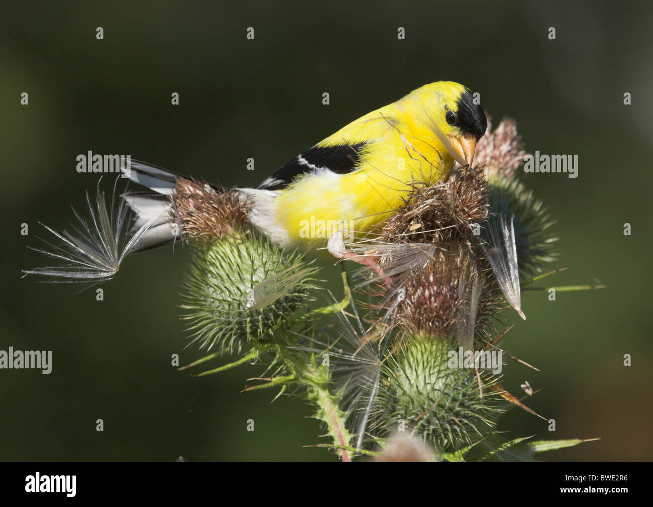 Goldfinch eating thistle seeds hi-res stock photography and images - Alamy
