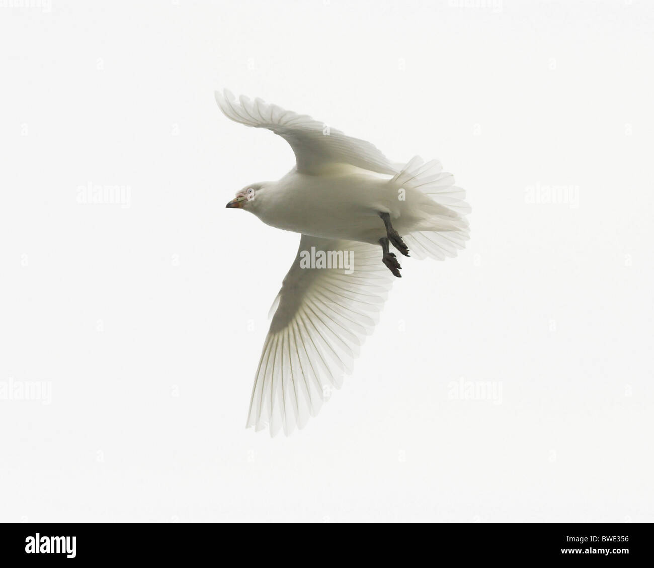 Snowy sheathbill Chionis albus Antarctic Sound Antarctic Peninsula ...