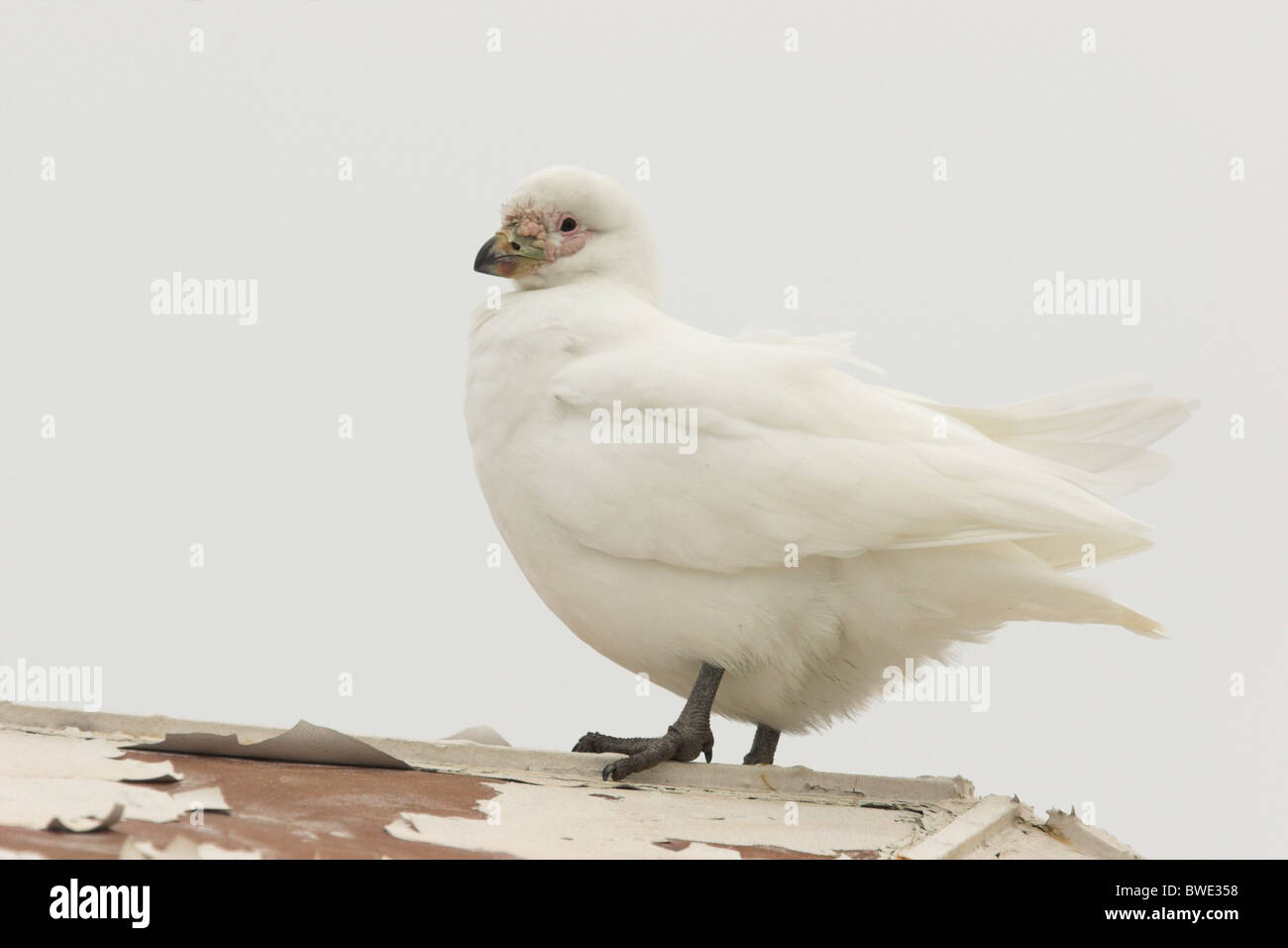 Sheathbill snowy chionis albus hi-res stock photography and images - Alamy
