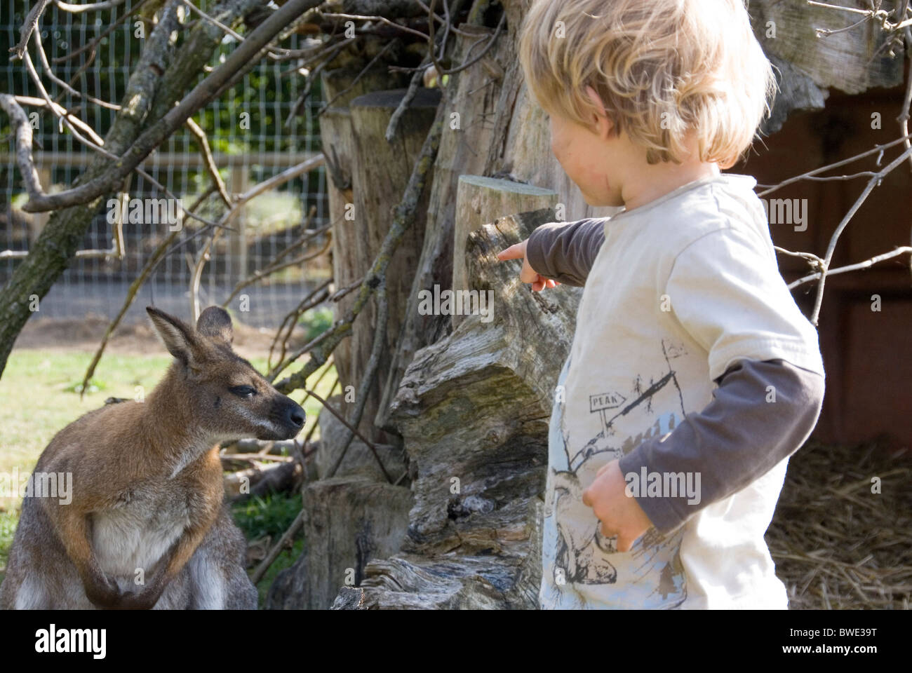 Wallaby in captivity hi-res stock photography and images - Alamy