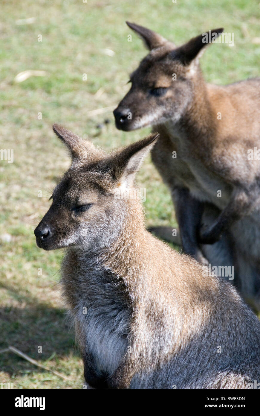 Two Sleepy Bennetts Wallabies Macropus rufogriseus, Yorkshire Wildlife ...
