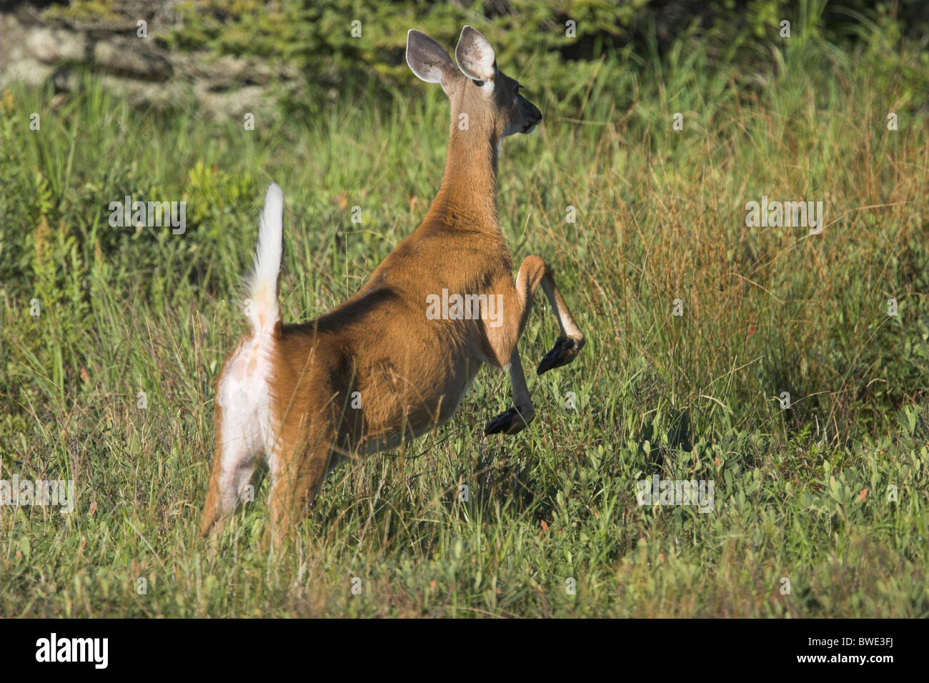 Jumping leaping deer hi-res stock photography and images - Alamy