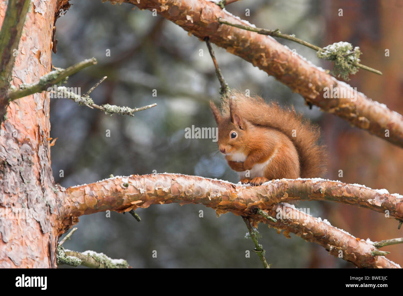 Red squirrel Sciurus vulgaris winter coat on pinewood branch Strathspey ...