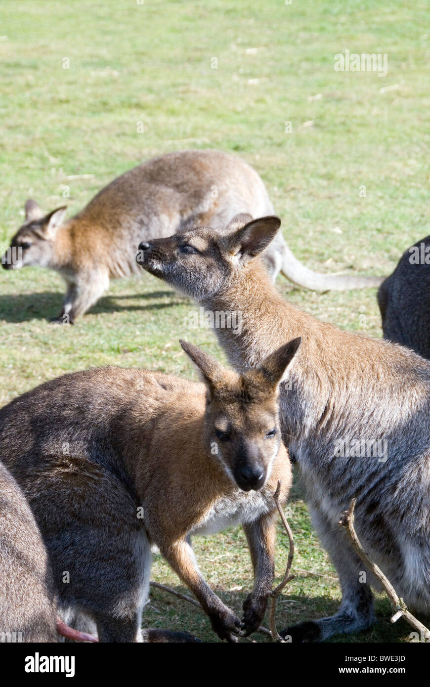 Bennetts wallabies hi-res stock photography and images - Alamy