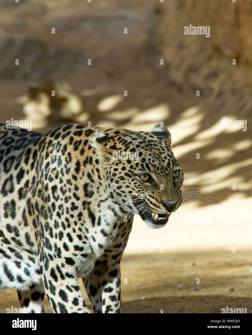 Leopard legs hi-res stock photography and images - Alamy