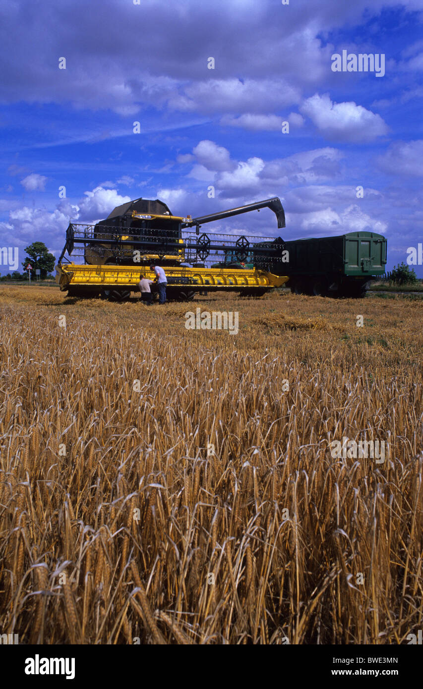 farmers checking combine harvester in wheat field yorkshire uk Stock ...